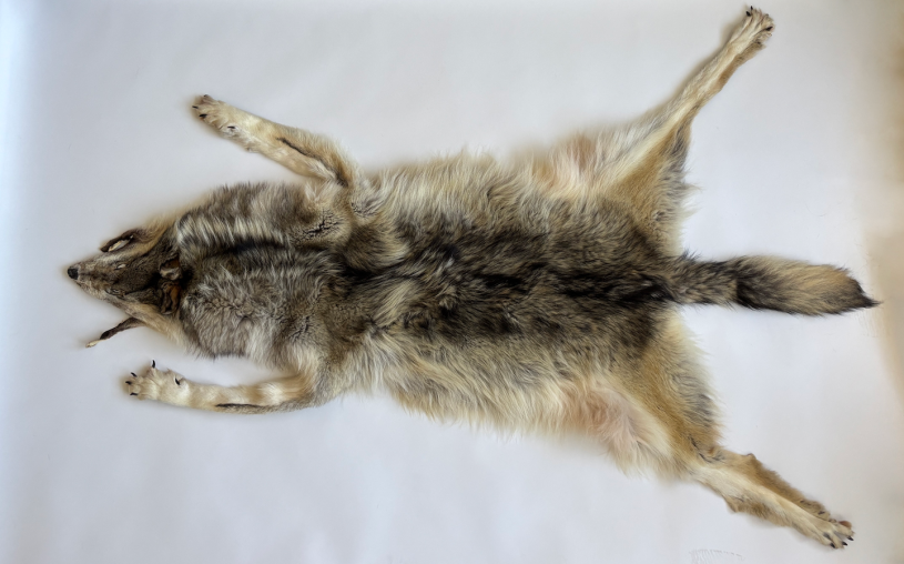 A Behind-the-Scenes Look at the Wolves Stalking the Collections | Natural History Museum